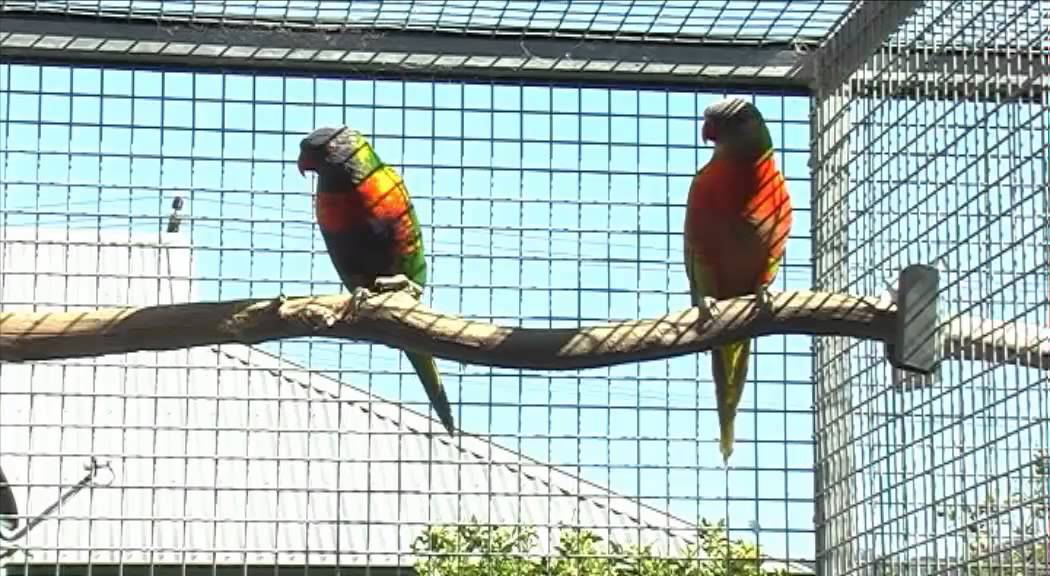 Parrot Package - YouTube