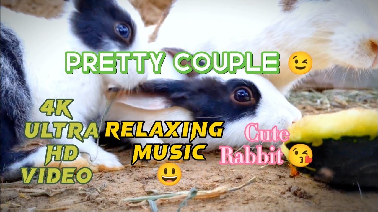 4K Animal Rabbit Relaxing music Video #4k #animal #Rabbits #shorts ...