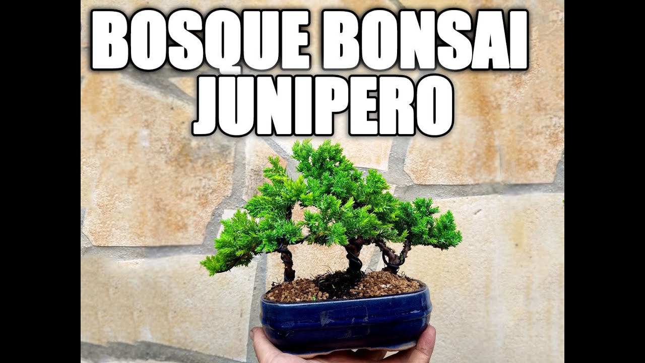 Hacemos un MINI BOSQUE Bonsai Con Vosotros - YouTube