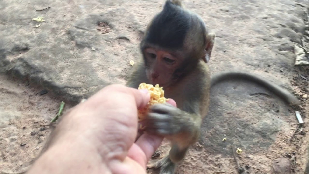 Cute, lovely small monkey get the food from monk - YouTube