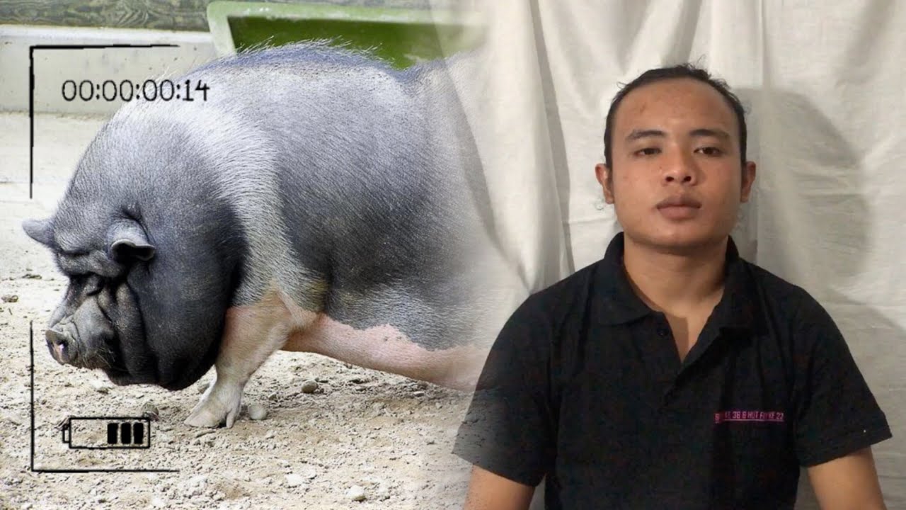 JENIS DAN TIPE BABI DI INDONESIA || Manajemen dan Kesehatan Babi || FKH ...