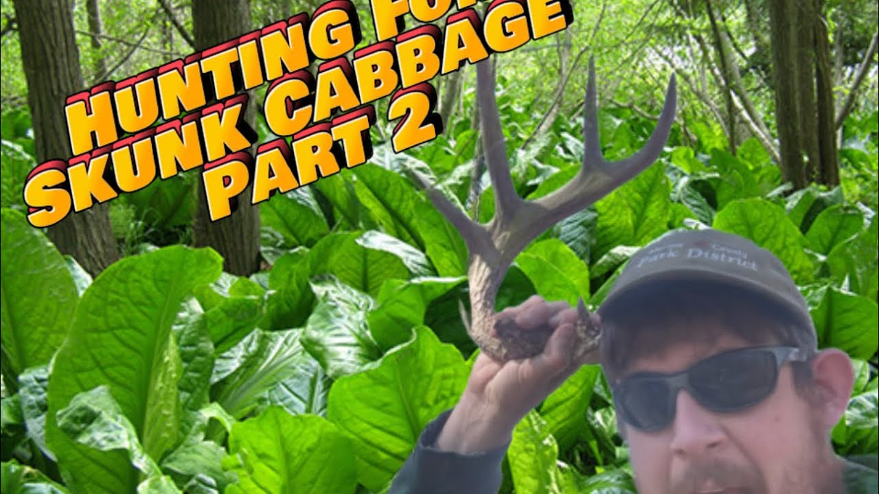 Hunting For Skunk Cabbage Part 2 - YouTube