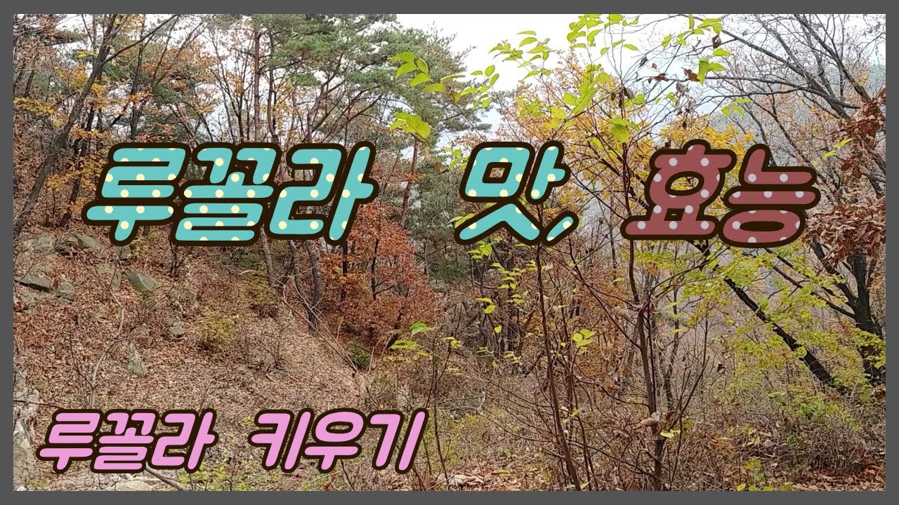 [몸앤네이쳐] 루꼴라(Rucola) 맛, 효능, 키우기 - 로켓 - YouTube