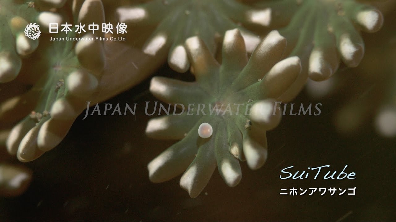 ニホンアワサンゴの出産 プラヌラ幼生の旅立ち Planula larvae was born "Sclerectinian coral ...