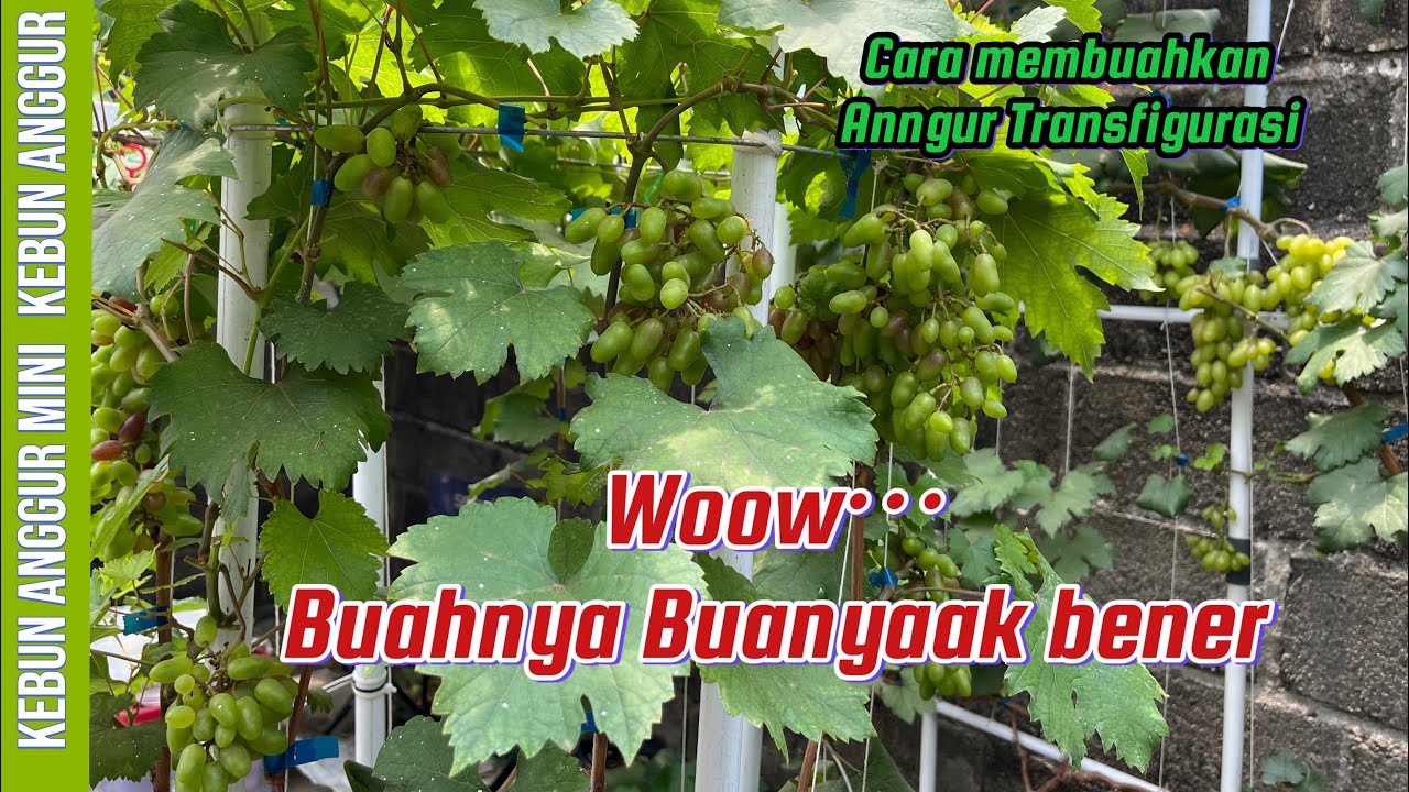 Cara membuahkan Anggur jenis Transfigurasi| buahnya besar-besar dan ...