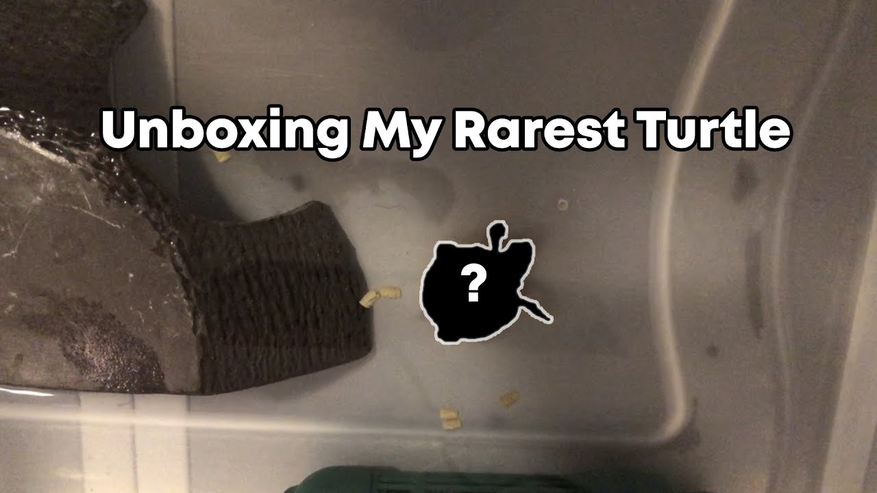 Unboxing: My Rarest Turtle - YouTube