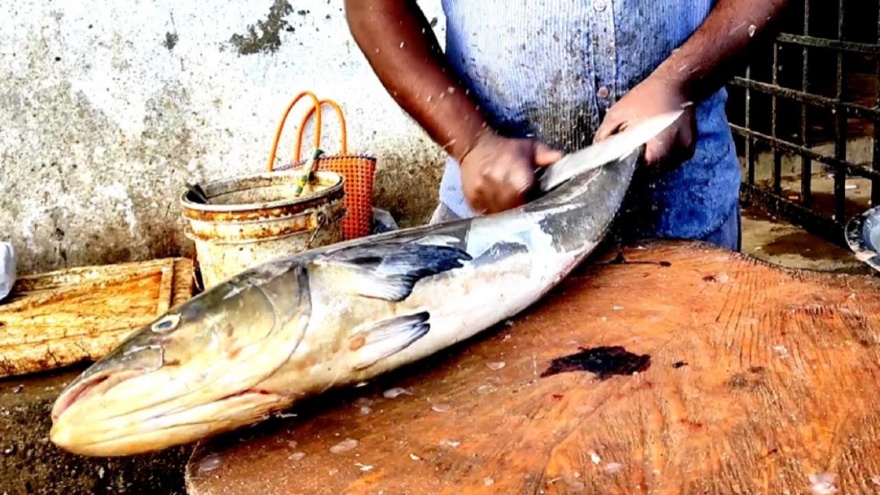 Kadal viral Fish Cutting / kingfish cutting - YouTube
