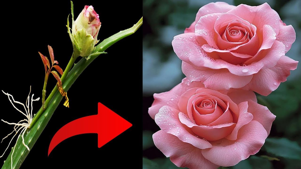 Aloe Vera Creates a Stunning Rose Masterpiece Unique Rose Growing ...