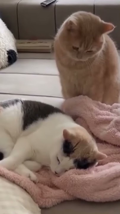 Funny Pets Compilation – Best Cat and Dog Moments 2025 - YouTube