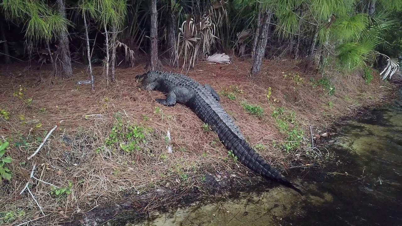 Ally the Alligator - YouTube