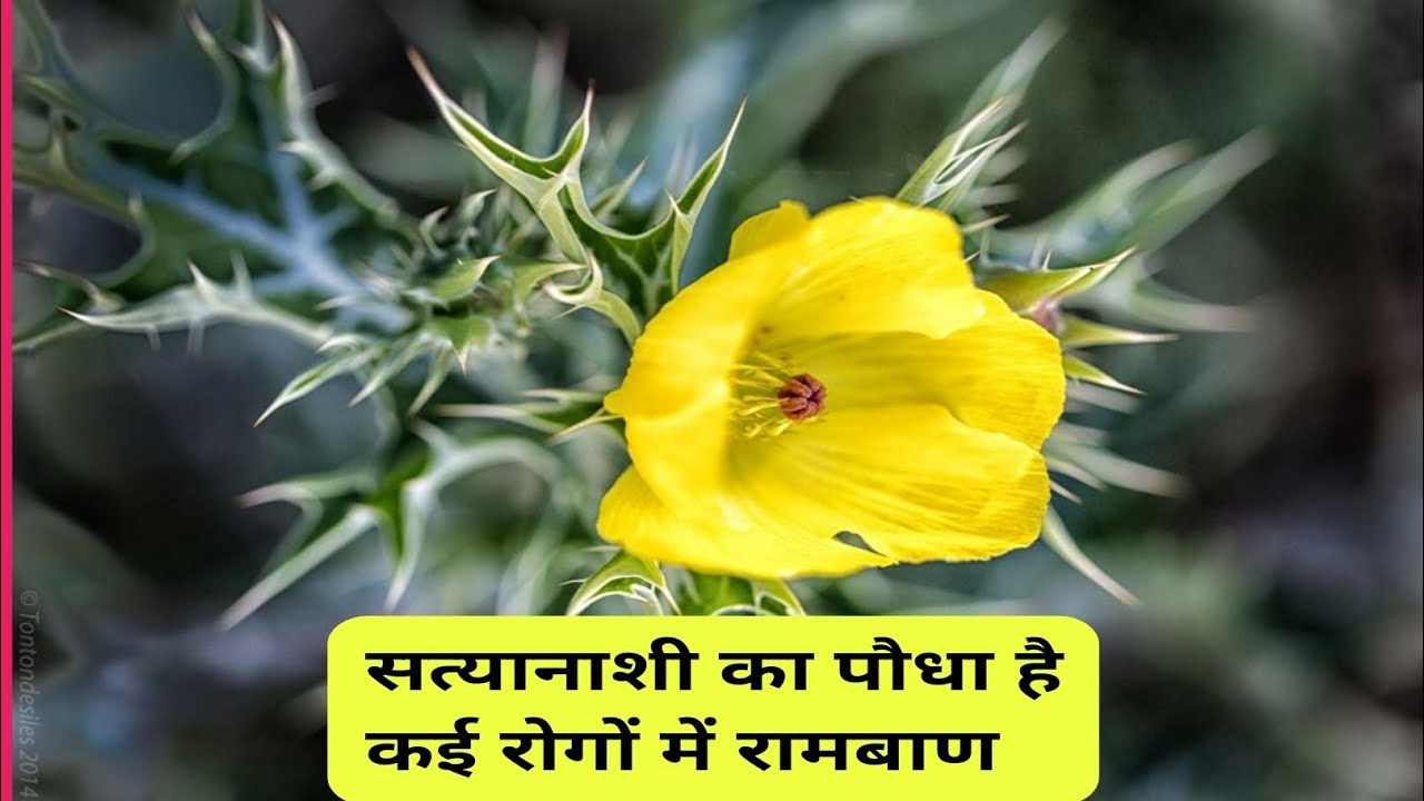 सत्यानाशी के फायदे और नुकसान | satyanashi ke fayde |satyanashi paudhe ...