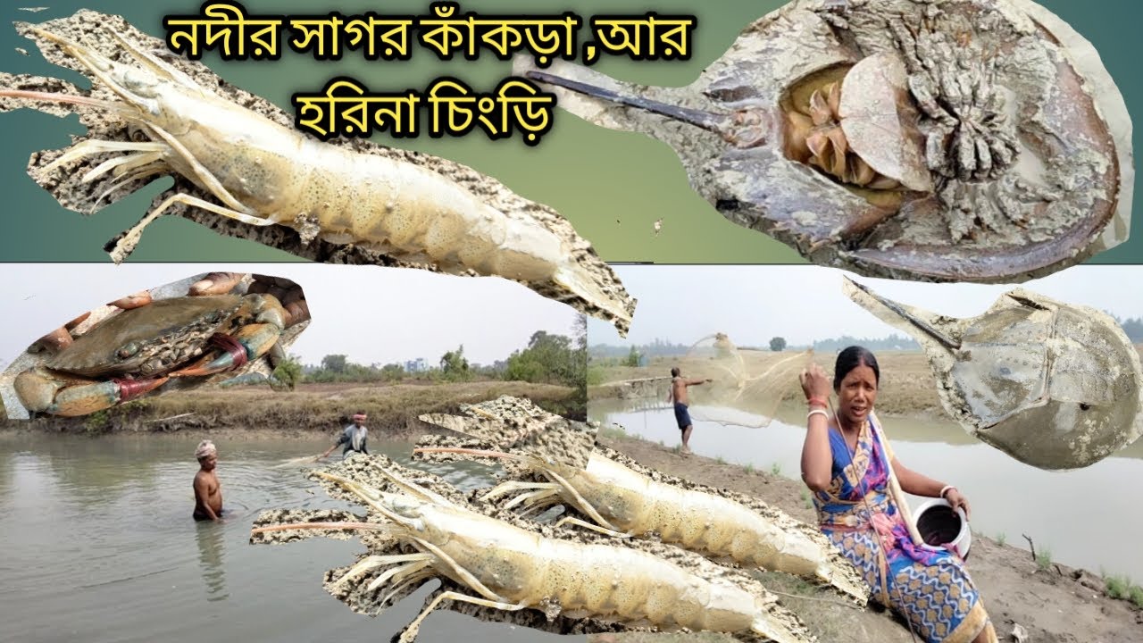 নদীতে হরিণা চিংড়ী আর সাগর কাঁকড়া পেলাম// sea crab & horina chingri ...