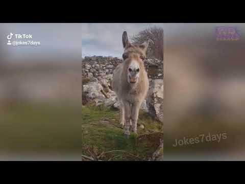 Jokes 7 days #710 - YouTube