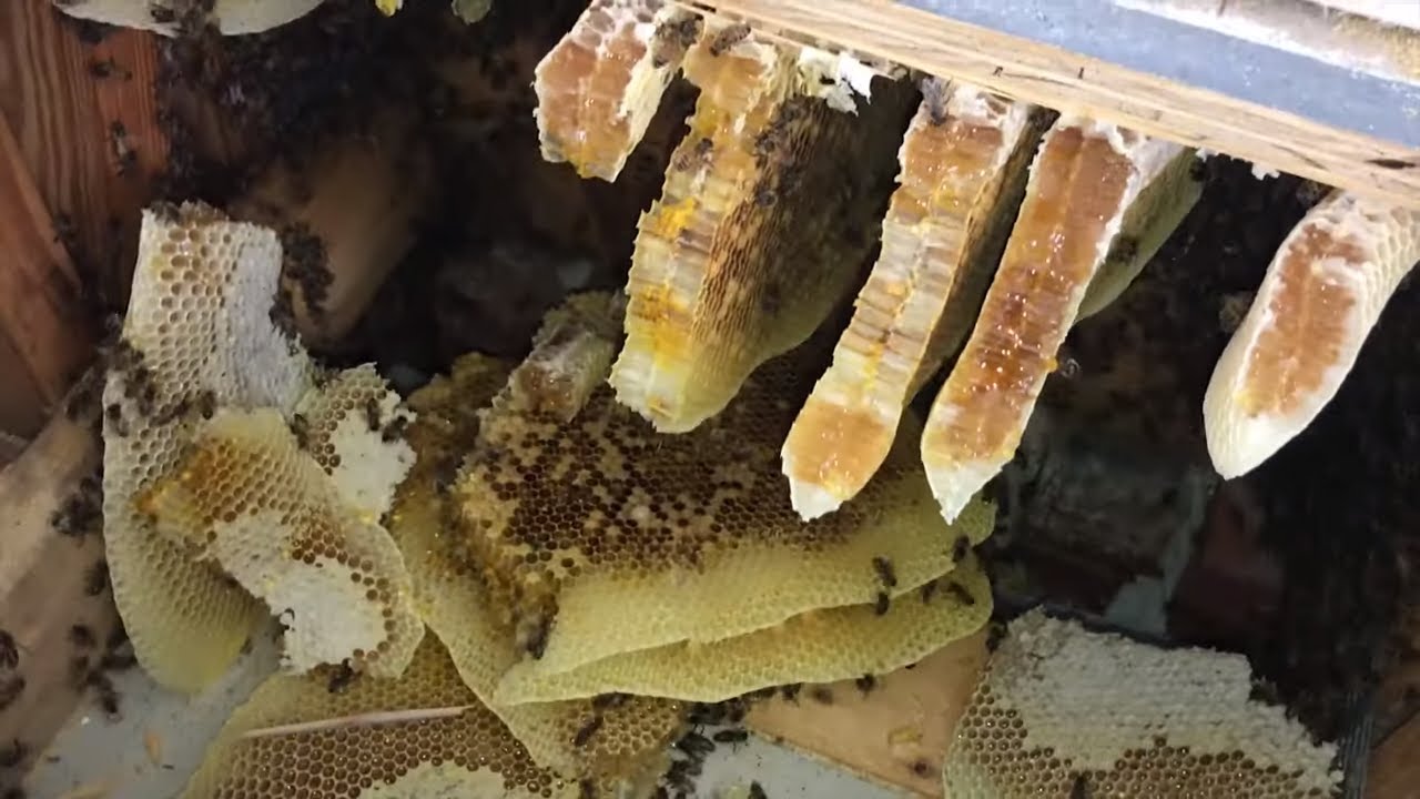 The Whole Hive Fell In The Floor - YouTube