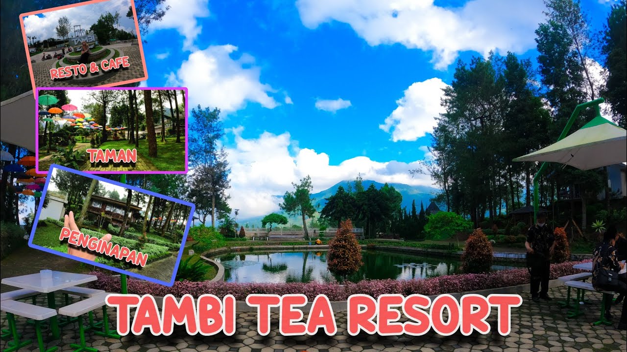 TAMBI TEA RESORT, PENGINAPAN AREA DIENG DENGAN VIEW INDAH KEBUN TEH ...