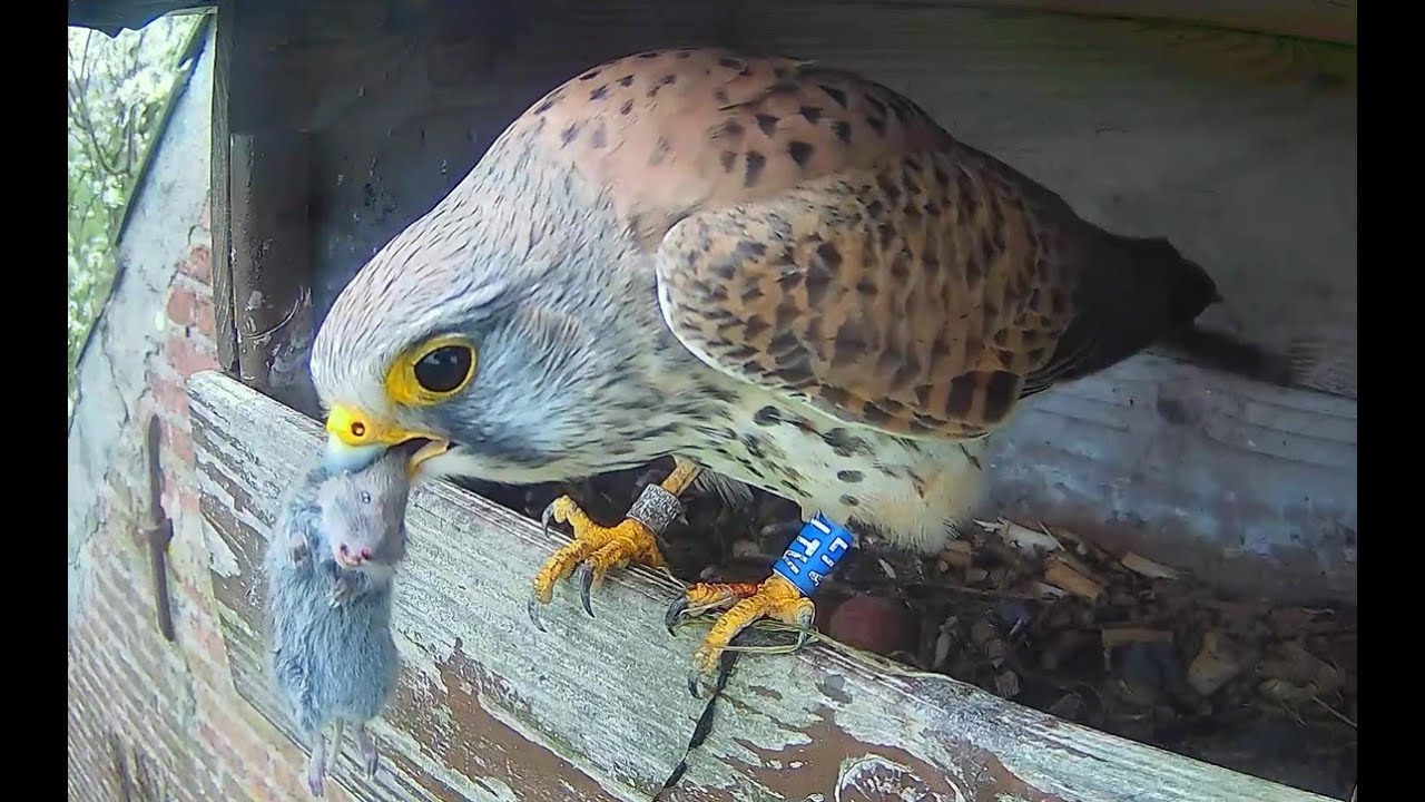 Live Stream Nest Cam Kestrel Nest Box, Torenvalk Nestkast - YouTube