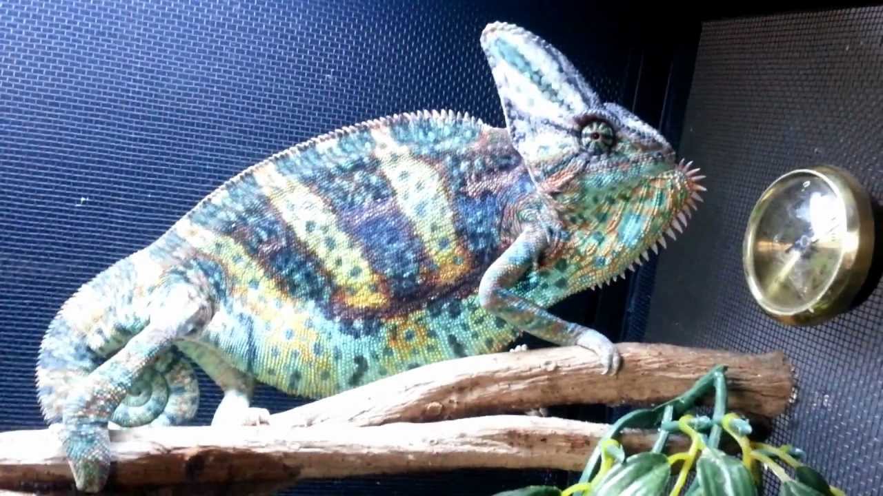 Angry Veiled chameleon - YouTube