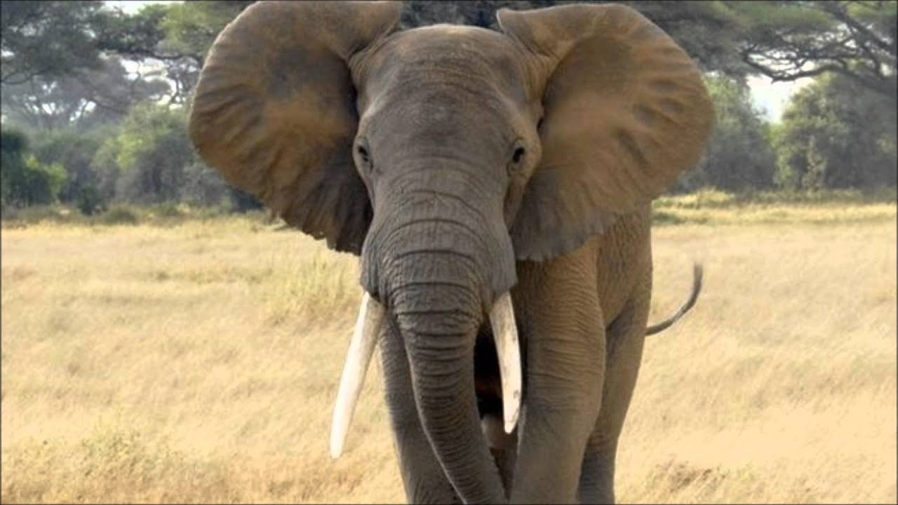 PETITE VIDEO D'ELEPHANTS TROP MIGNONS - YouTube