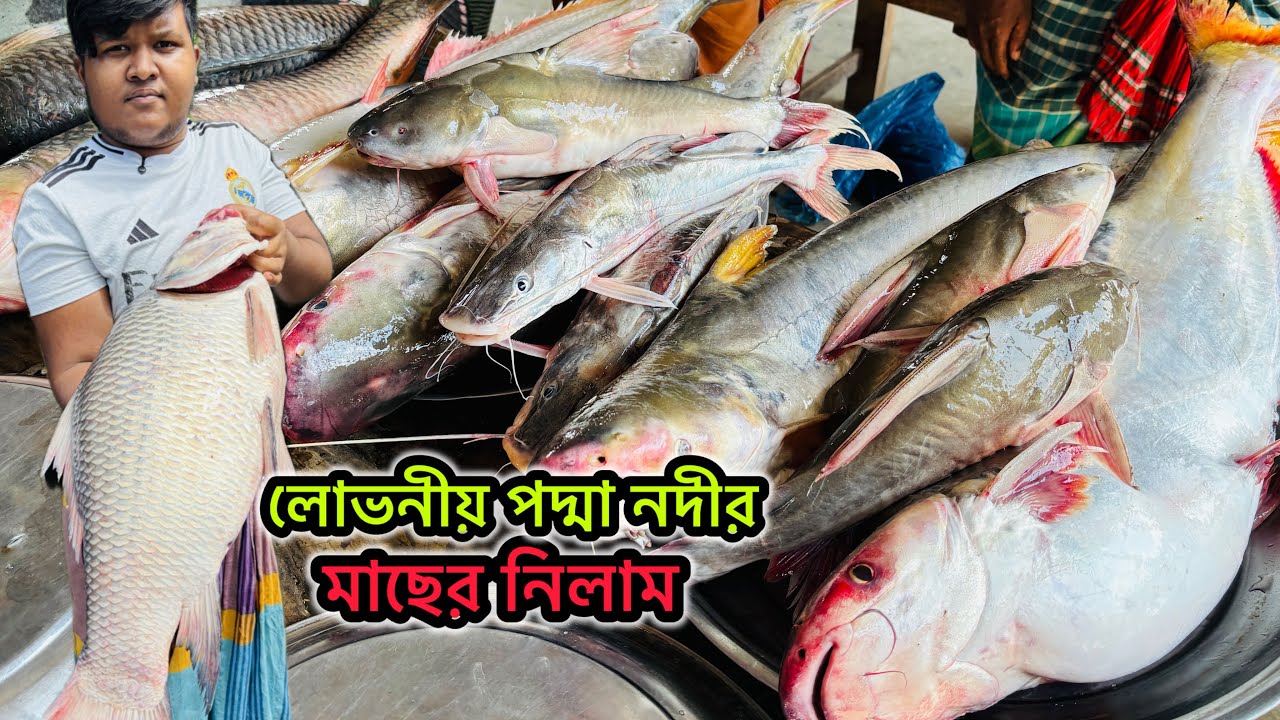 29/9/25 Afternoon auction of fresh fish from the Padma River at Pal ...