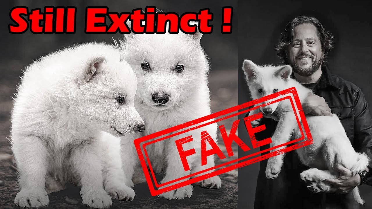 Colossal's "Dire Wolf" It's NOT What You Think | They are not Dire Wolf ...