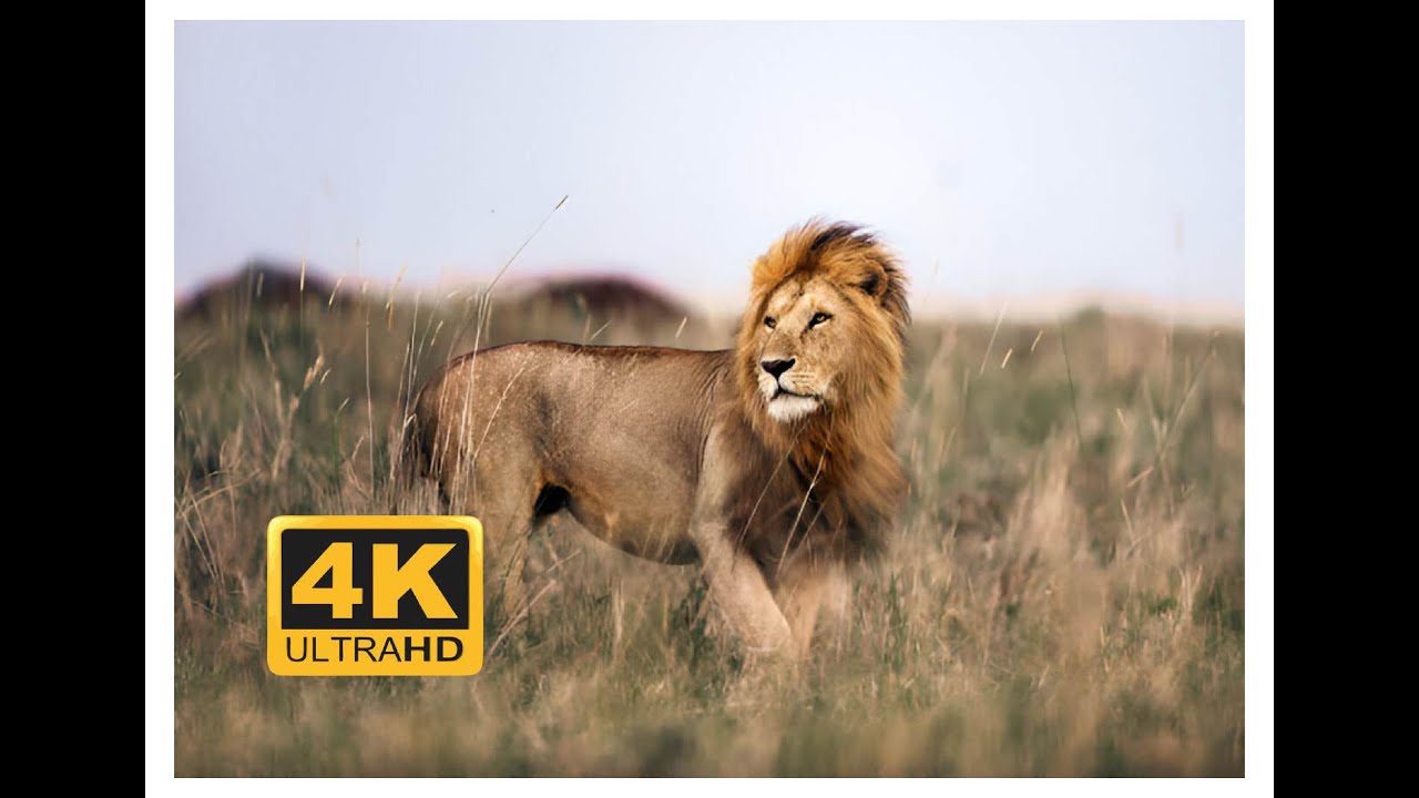 Ultimate Wild Animals Collection in 8K ULTRA HD / 8K TV - YouTube