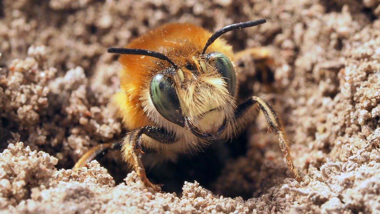 Emerging Anthophora retusa - YouTube