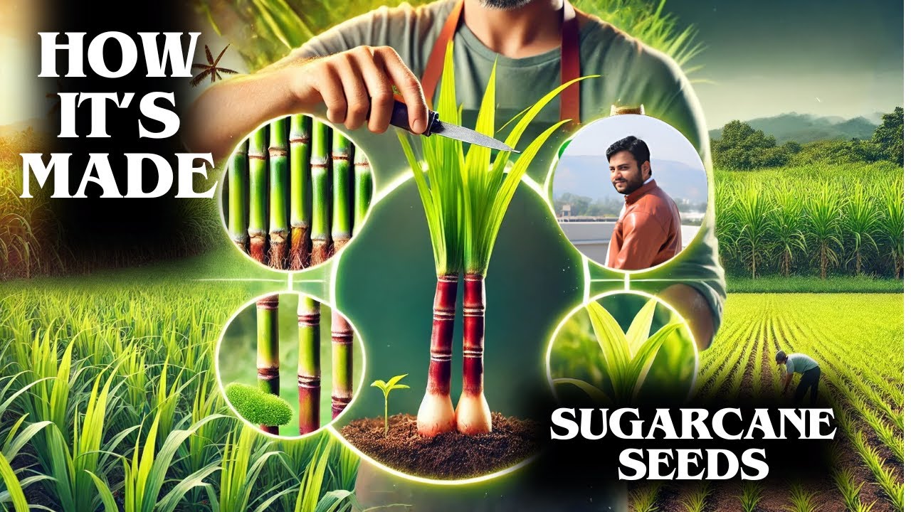 Ganne Ke Beej Kaise Tayar Hote Hain? Dekhiye Pura Process! - YouTube