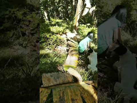 Visiting farm(with koro,my brother auntie,kuha coconut ug saging)#raquel villar vlog