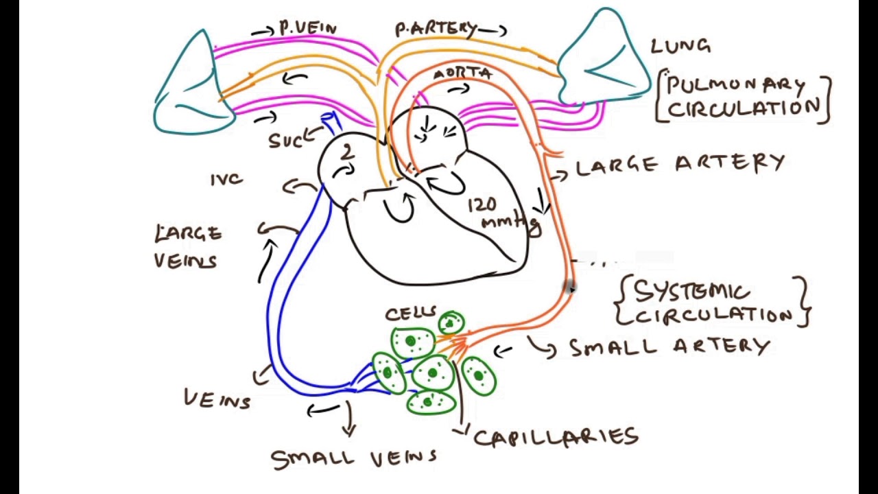 CVS-2/ functional organisation of cardiovascular system/ blood vessels ...