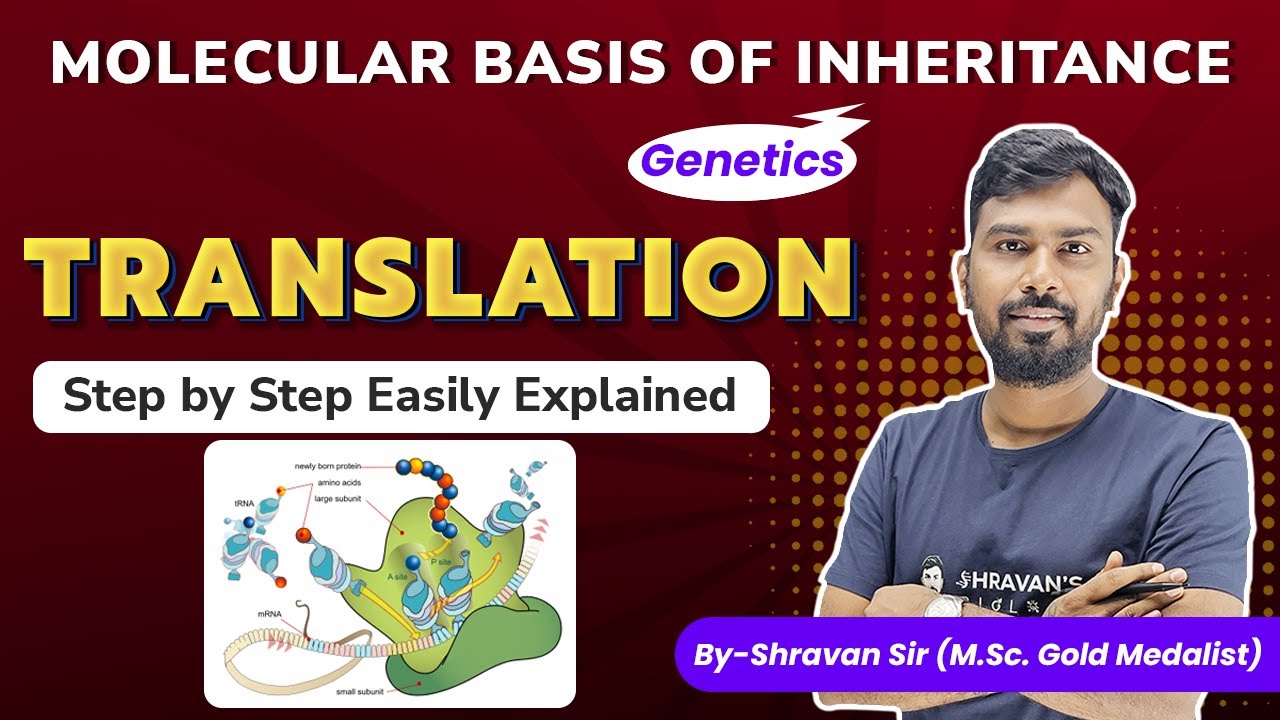 Translation | Protein synthesis | Molecular Basis of inheritance ...