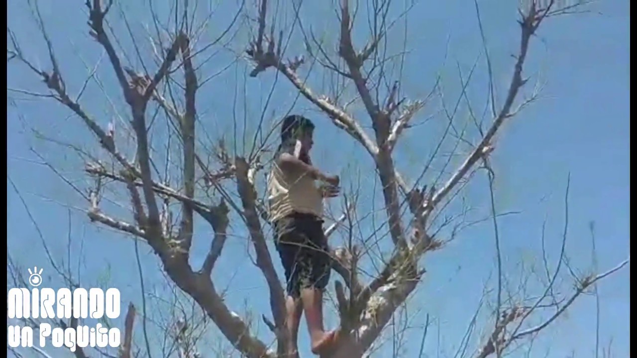 Miren como corta la sanchicua o shiascua este guache - YouTube