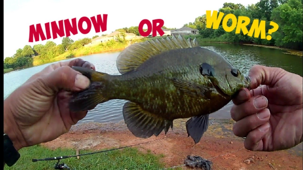 MINNOW or WORM!!?? WHAT CATCHES more FISH?(multi species plus a ...
