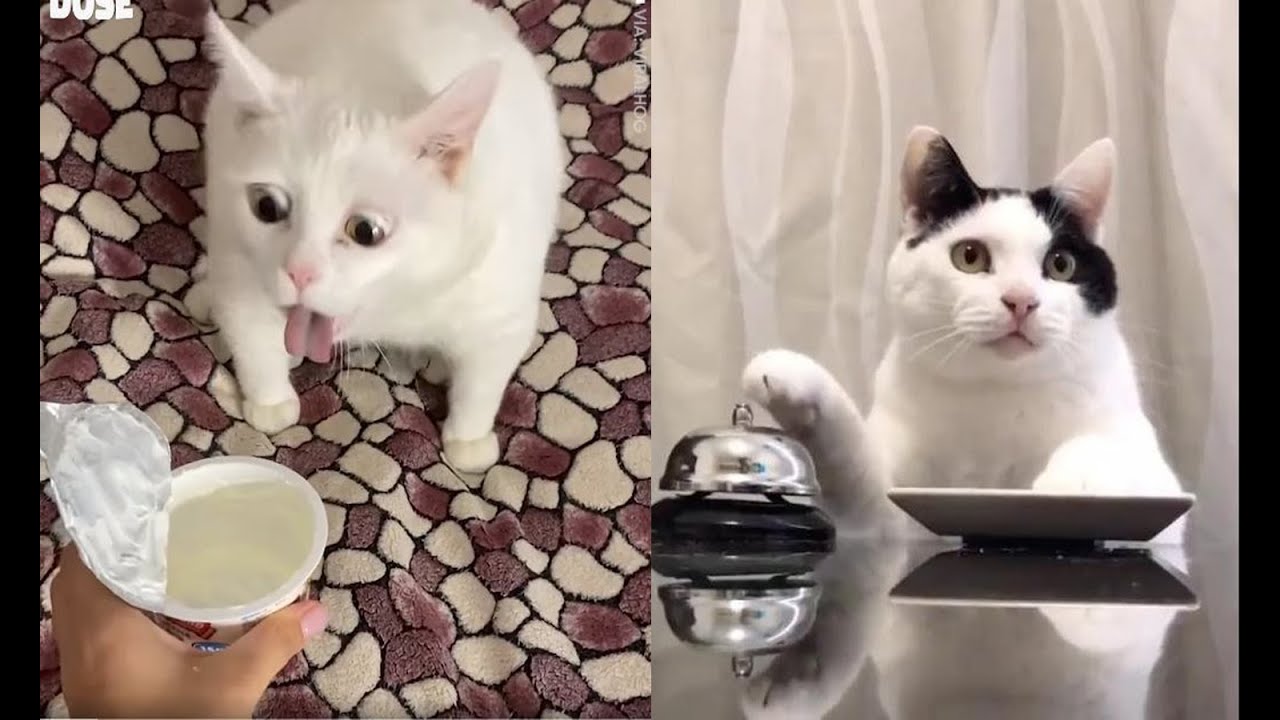 Hilarious Hungry Cats collection of stories cats love moment funny cats ...