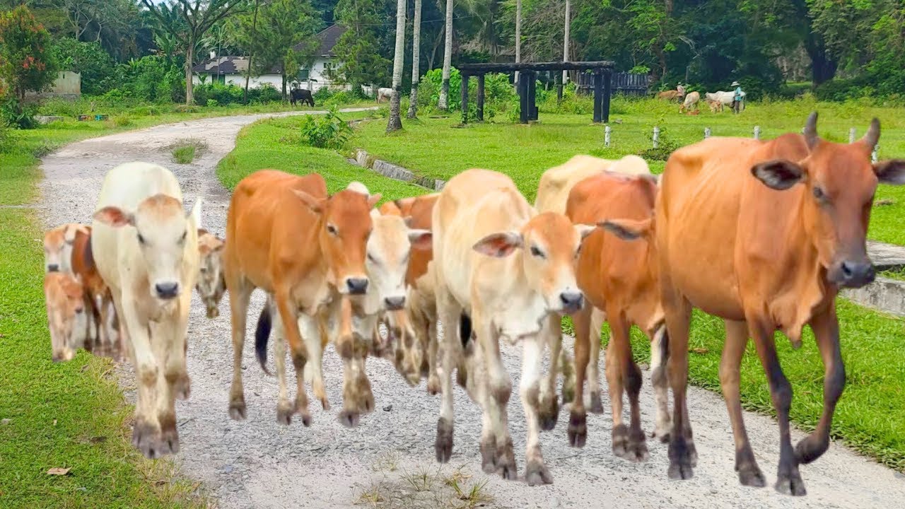 Gembala sapi lembu di musim hujan yang berkabut, suara sapi Moo ...