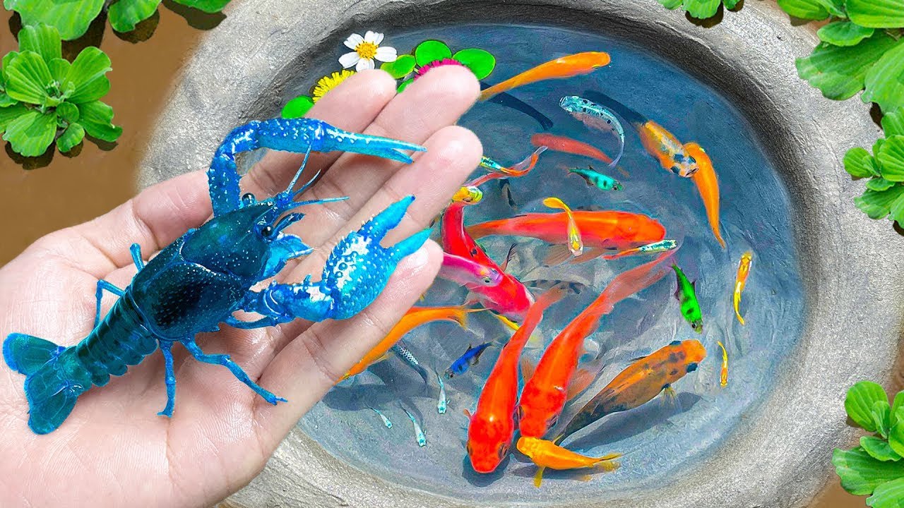 Wow Unbelievable Catching Koi in Tiny Pond, Ornamental Fish, Angel Fish ...