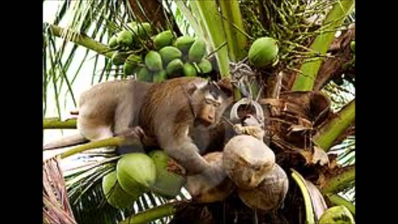Coconuts and Monkeys - YouTube