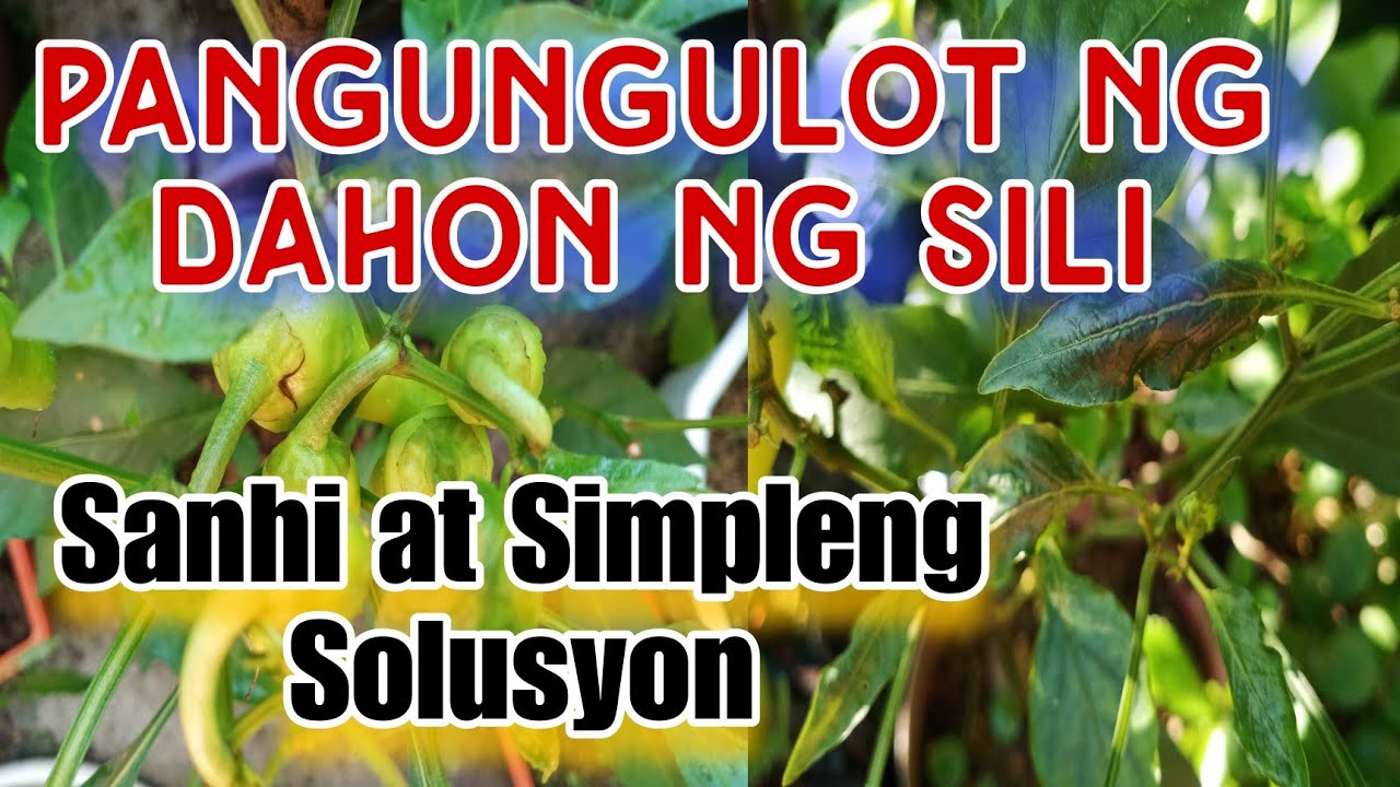 NANGUNGULOT BA ANG DAHON NG SILI NYO? ITO ANG SANHI AT SIMPLENG ...
