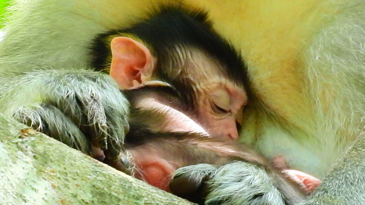 BABY VENUS VERY ADPRABLE SLEEP DRANK YUMMY MILK. - YouTube