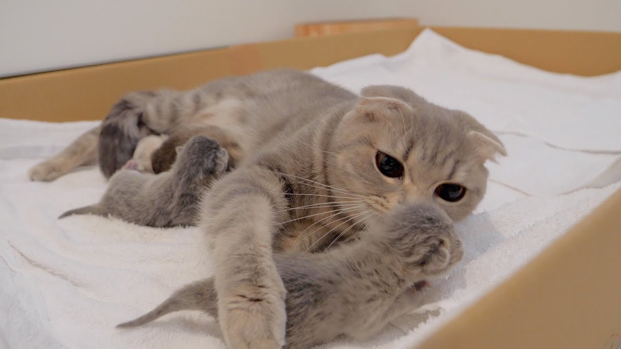 Baby kittens cry loudly when their mother leaves them. - YouTube