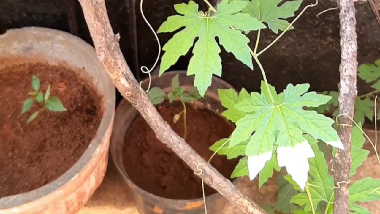 How To Grow BitterGourd (Karela) in a Pot (Hindi) [गमले में करेला कैसे ...