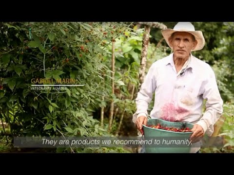 Berraquera Mora & Lulo - Piloting Drip Irrigation