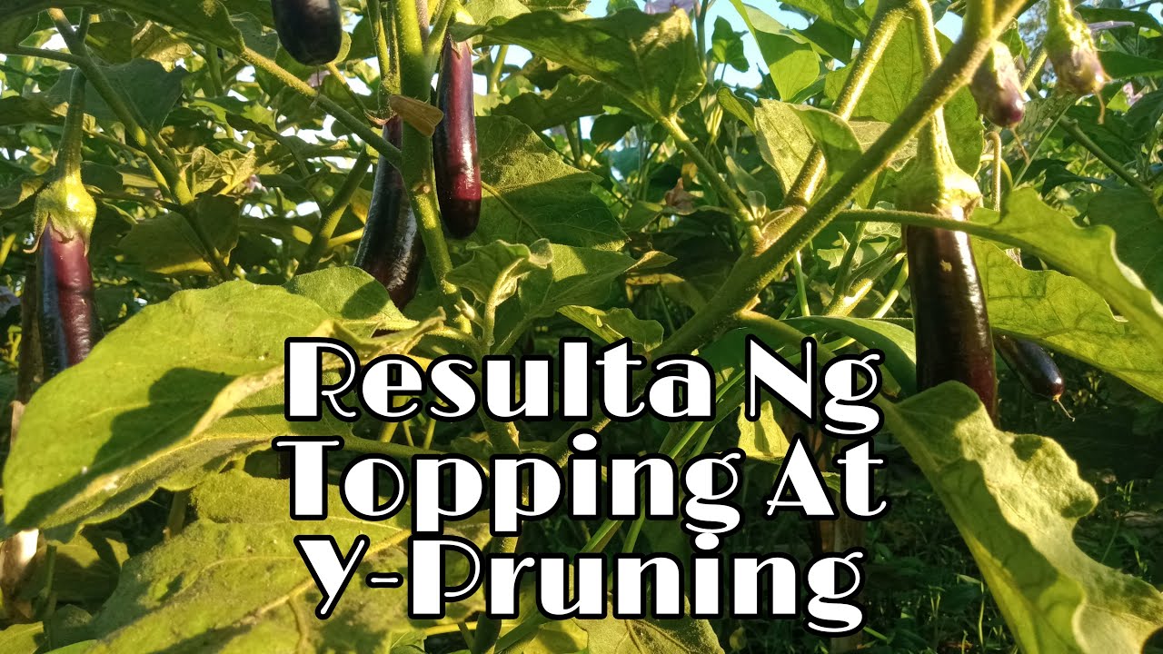 Pruning Sa Talong - Topping At Y-Pruning _ Talong Planting guide - YouTube