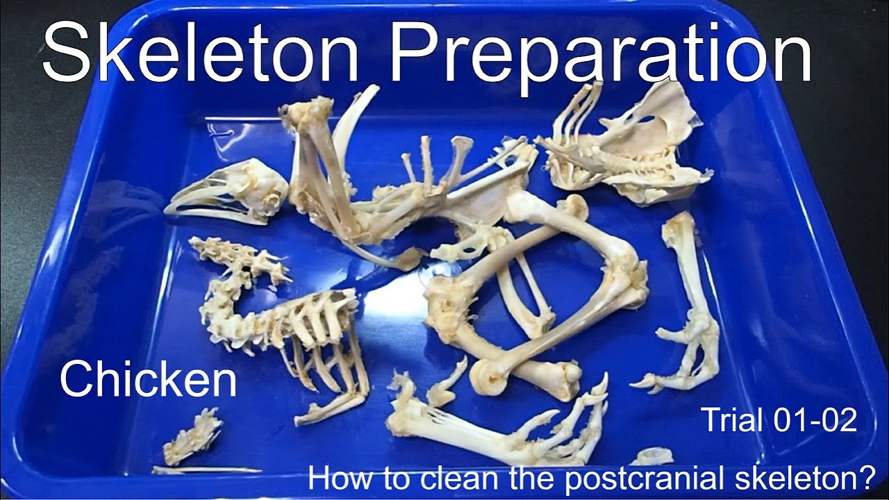 Chicken Sample 2020-01-13 Trial 01-02 - YouTube