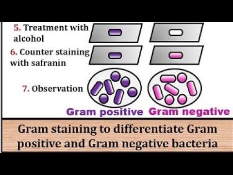 How to perform Gram staining in Laboratory? Step by step procedure of ...
