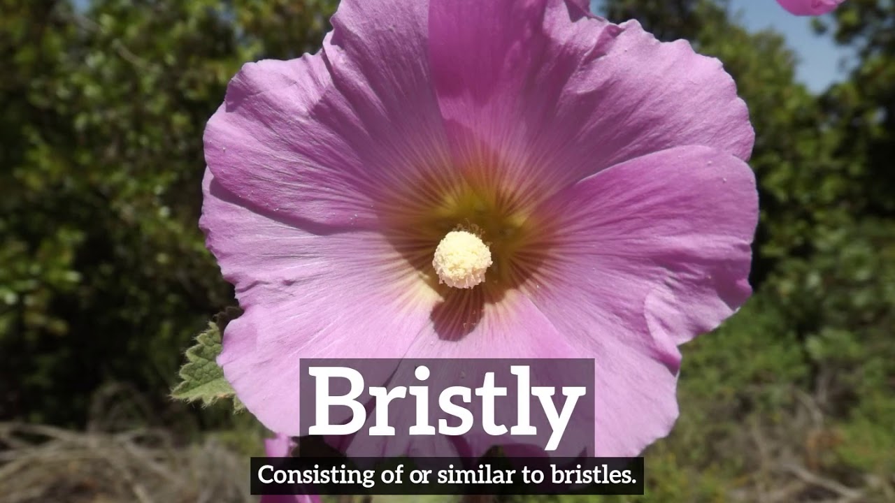 What is Bristly? | How Does Bristly Look? | How to Say Bristly in ...