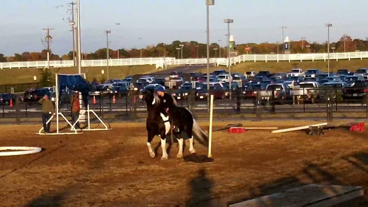 Trail challenge at the VA Equine Extravaganza - YouTube