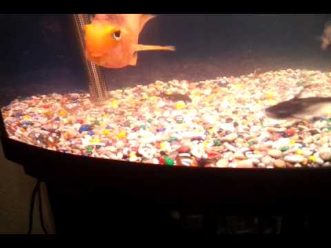 Baby paroon shark feeding - YouTube