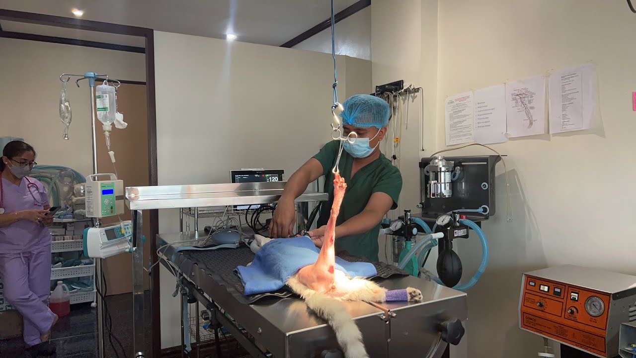 Metatarsals fracture fixation in a cat - YouTube