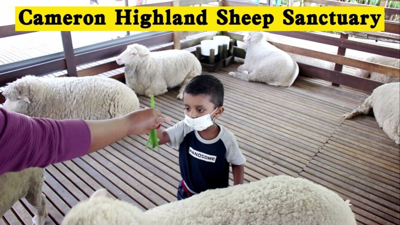 CAMERON HIGHLAND THE SHEEP SANCTUARY ( CLEAN AND HEALTHY SHEEP ) VLOG67 ...