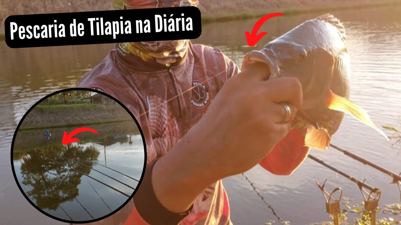 PESCARIA DE TILAPIA NA DIÁRIA na VARA DE 5.40 m Anzol pequeno Linha ...
